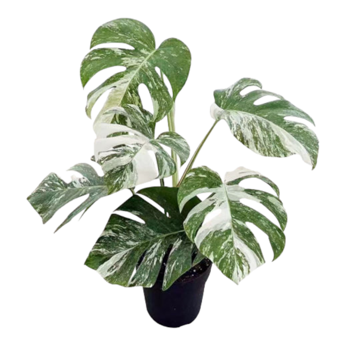 New Plants – Wild Lark