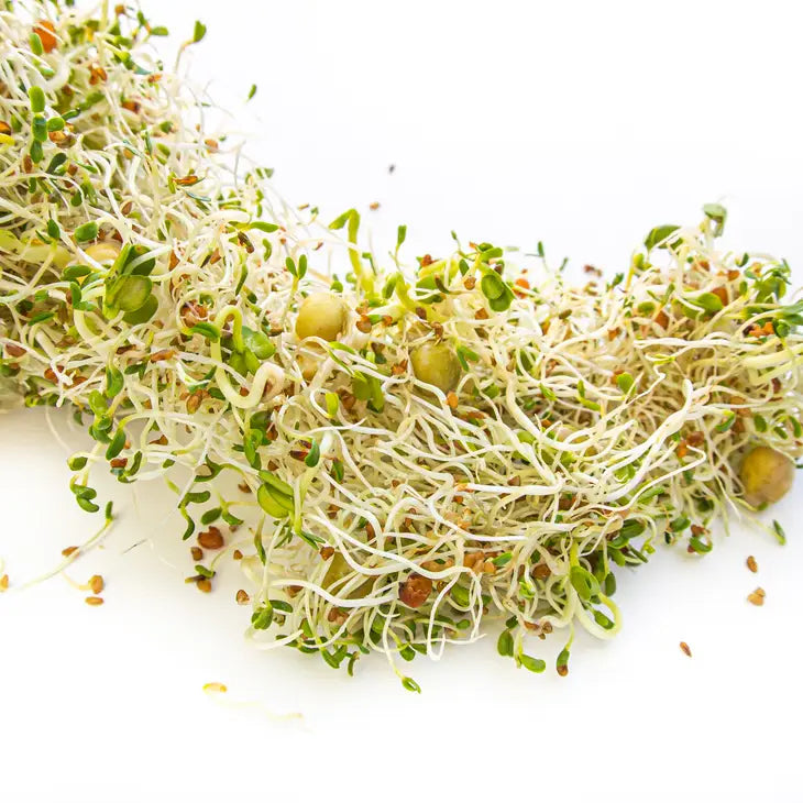 Sprouting Starter Kit – Wild Lark
