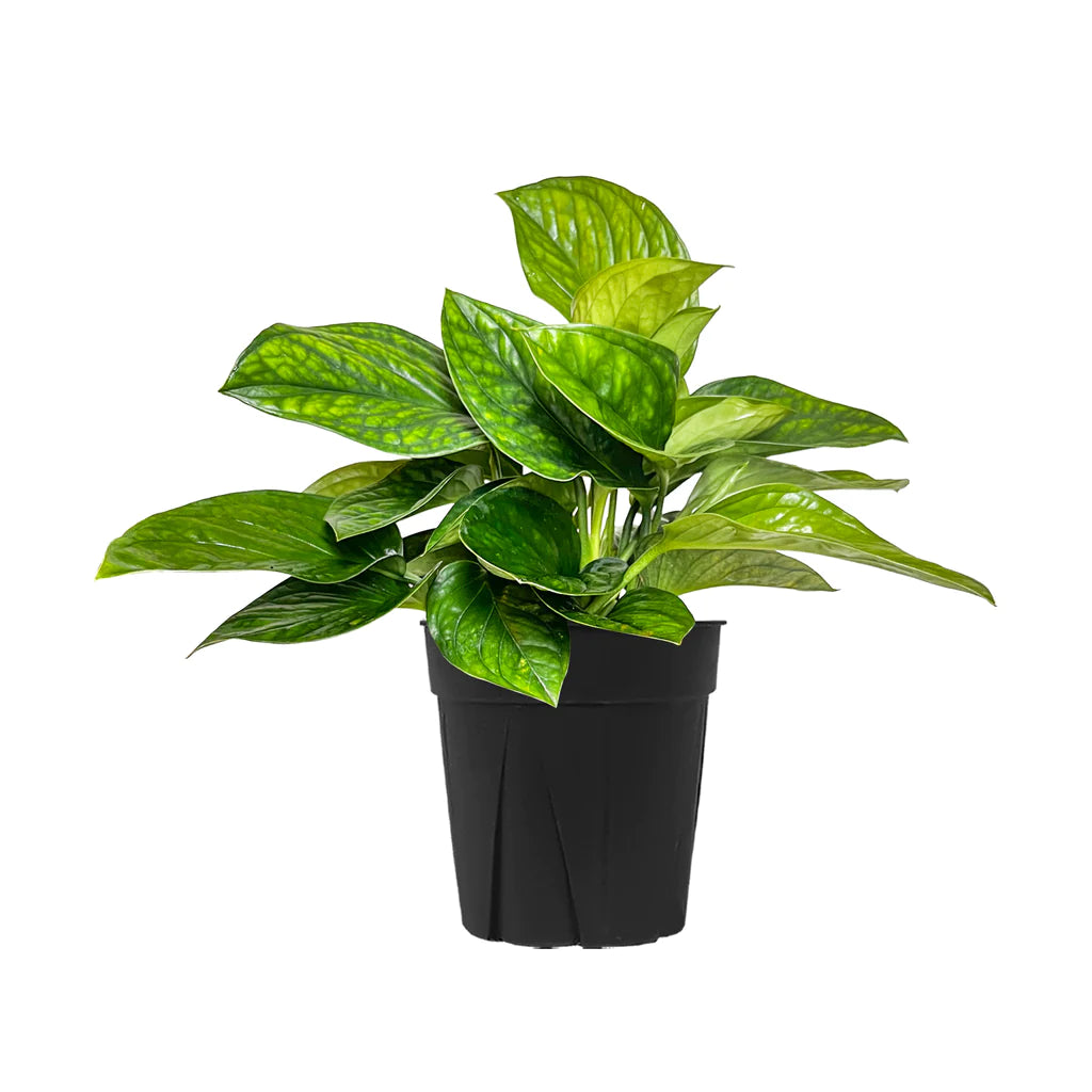 Philodendron 'Siam' – Wild Lark