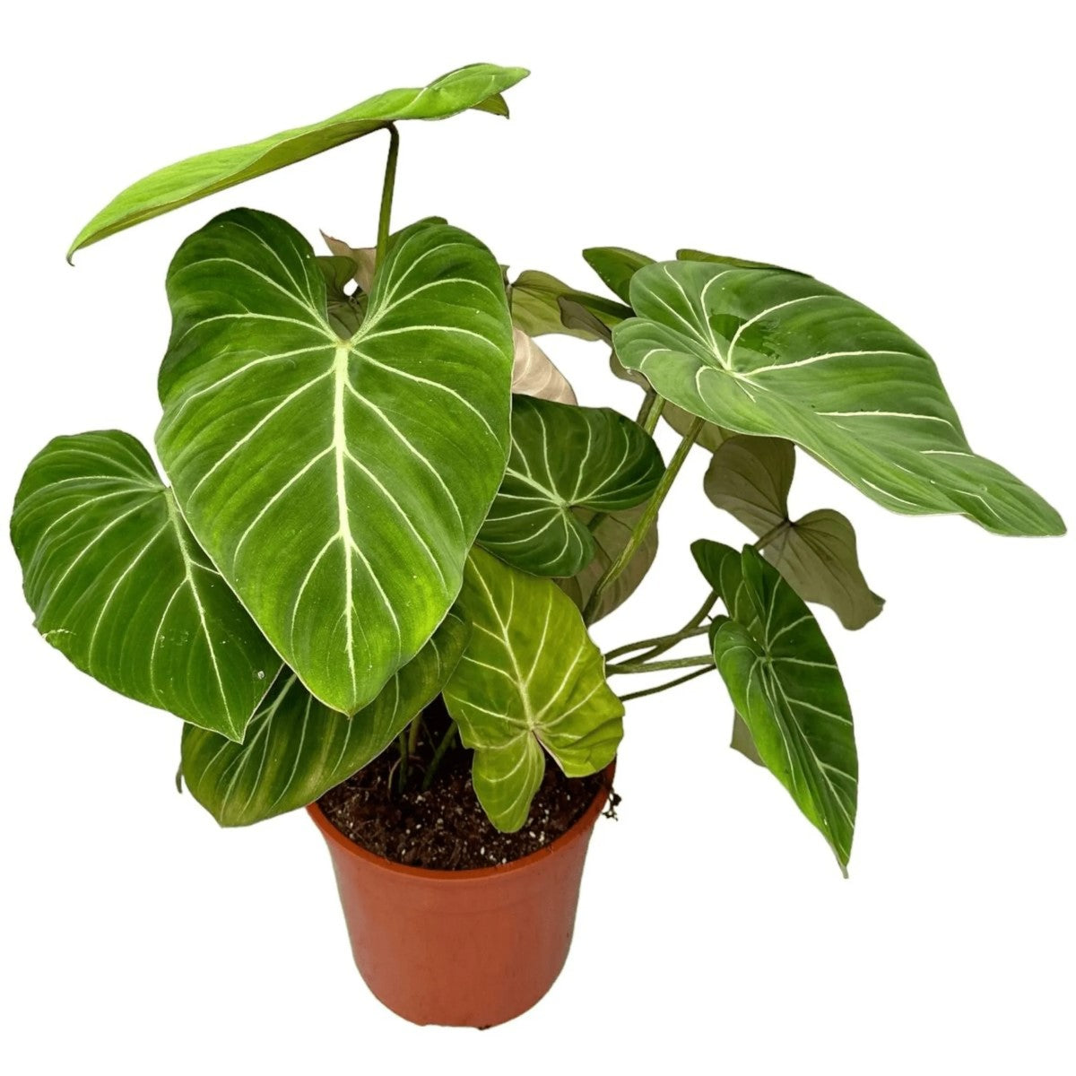 Philodendron Gloriosum – Wild Lark