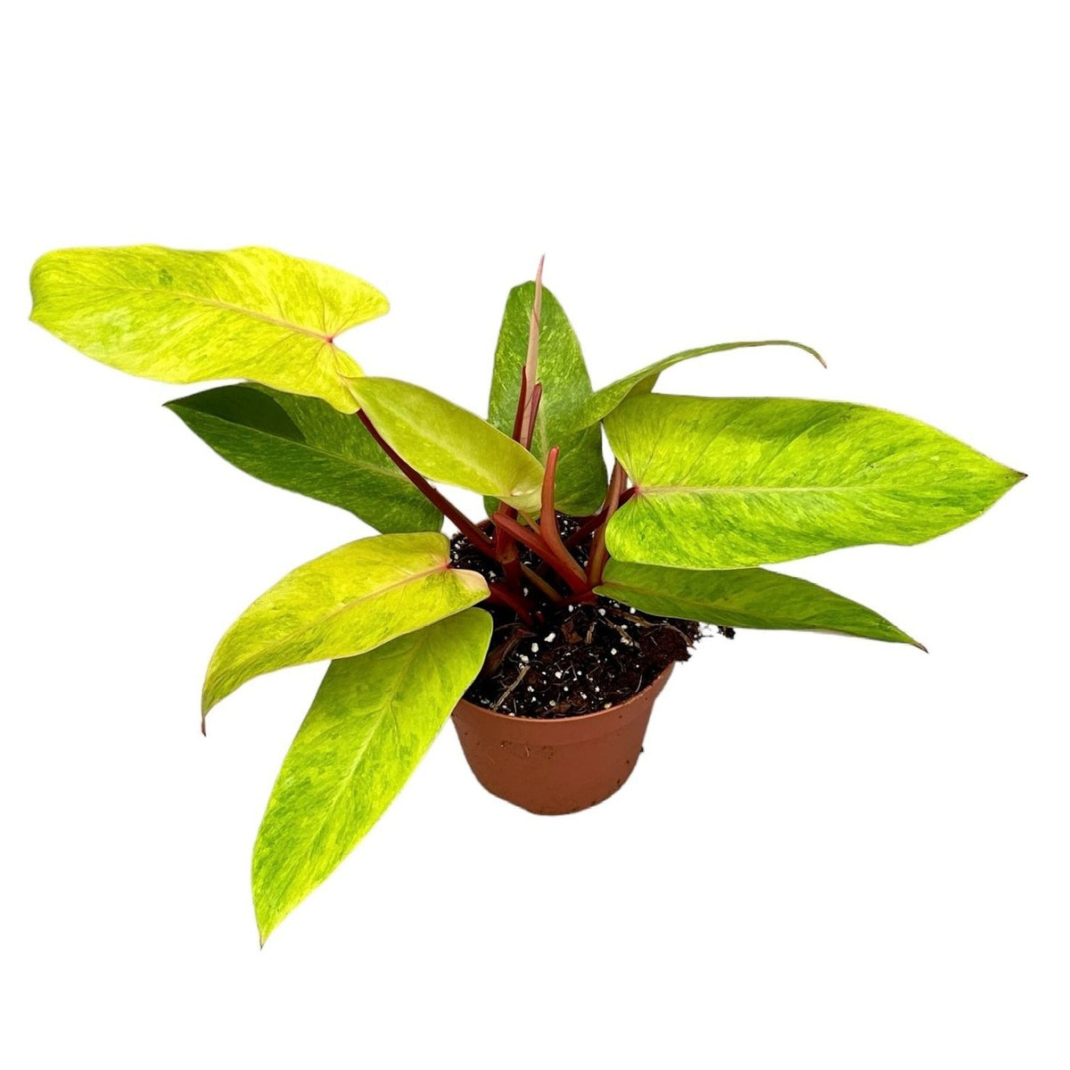 Philodendron Painted Princess - 4 inch in terracotta pot – Wild Lark