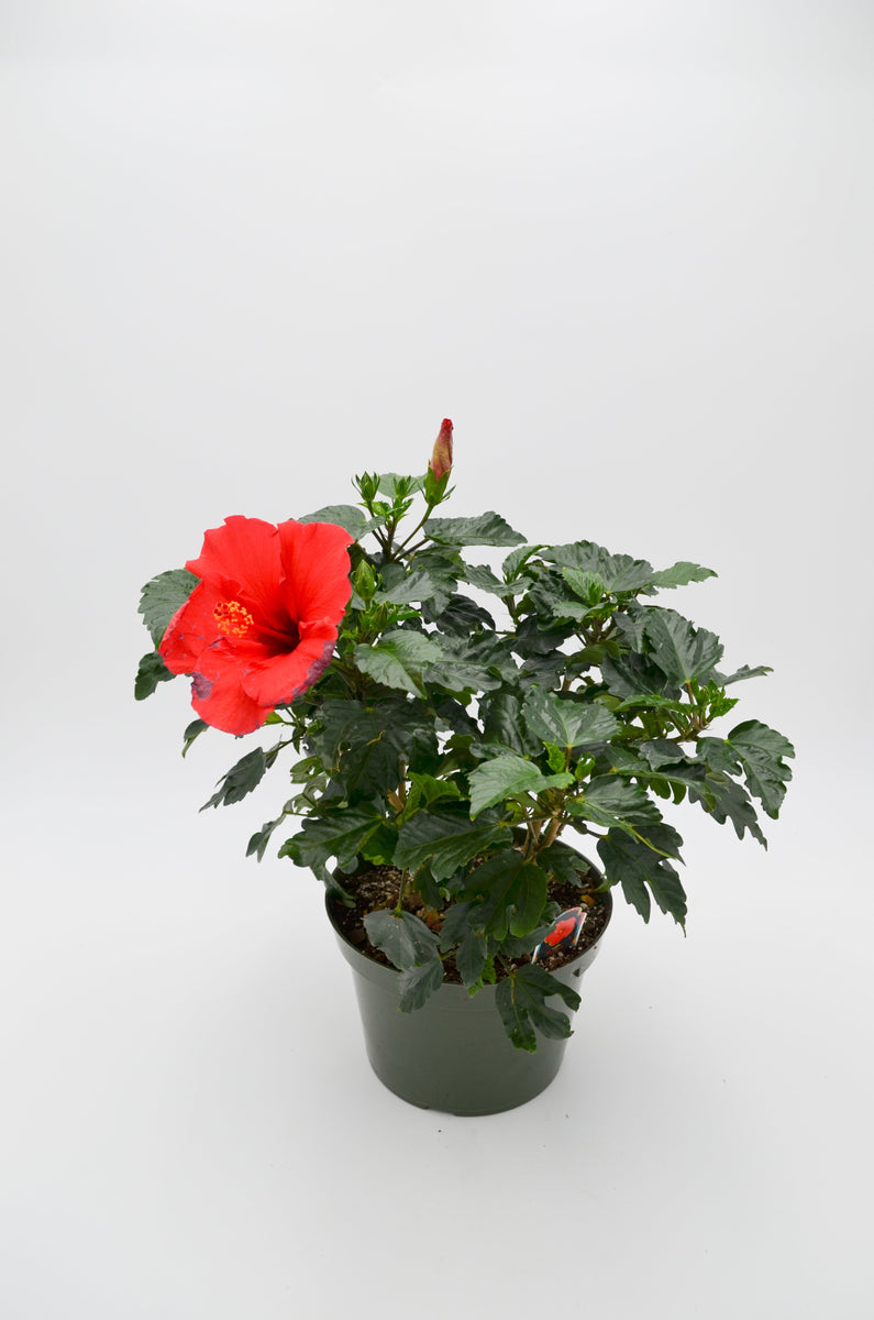 Hibiscus – Wild Lark