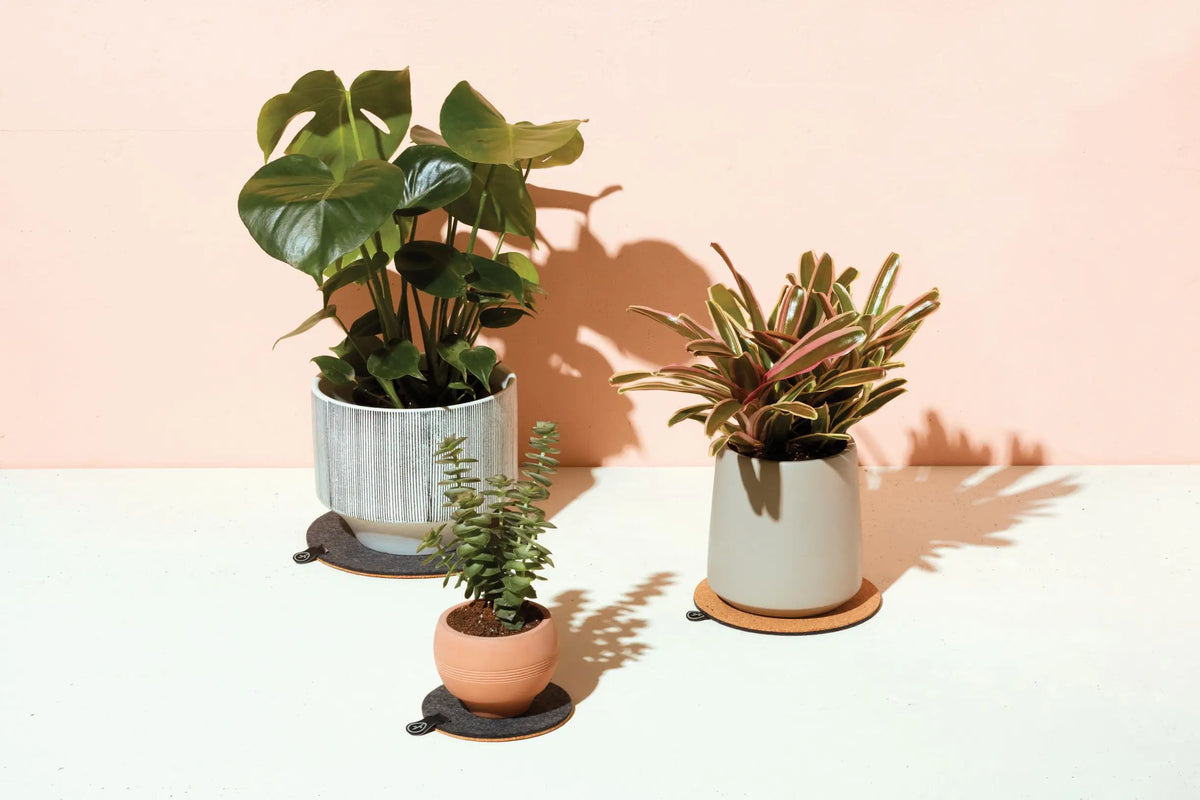 Plant Trivet (3 different sizes) – Wild Lark