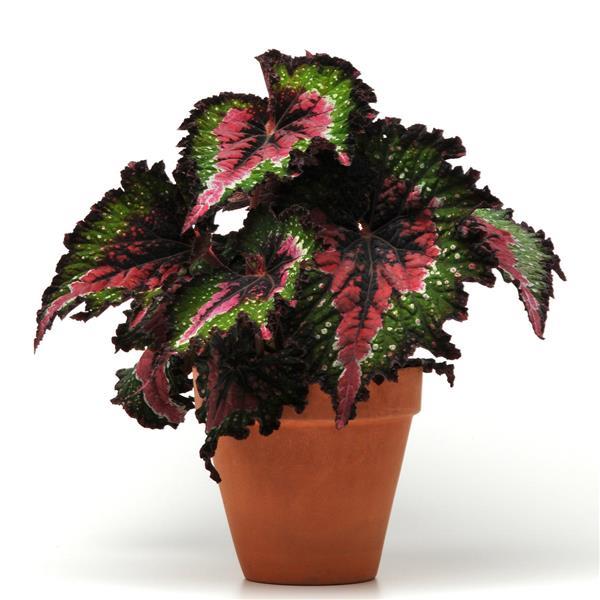Rex Begonia Hybrid "Jurassic Watermelon" – Wild Lark