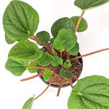 Peperomia "Leap Frog" – Wild Lark
