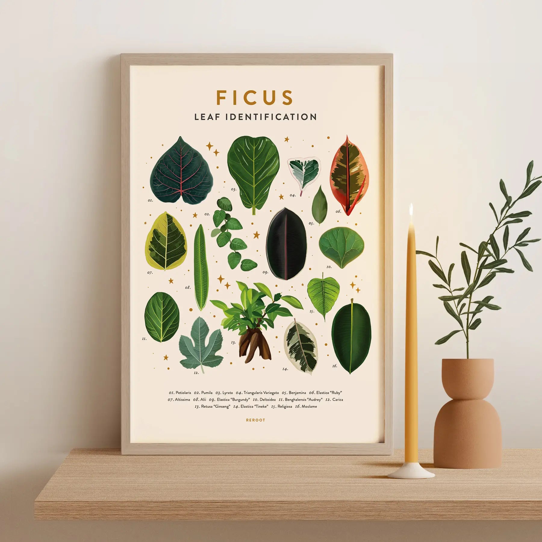 Leaf Identification Chart With Pictures