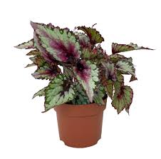 Rex Begonia "Salsa" – Wild Lark